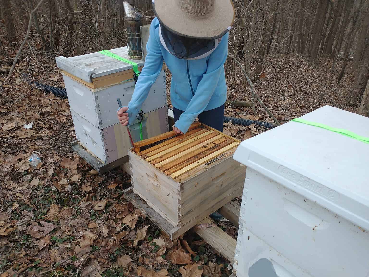 Why do Beekeepers Use Smoke on Bees? - Honey Bee Obsessed