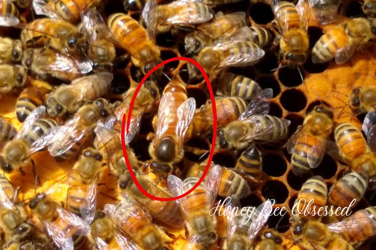 How to Find the Queen Bee in Your Hive - Honey Bee Obsessed