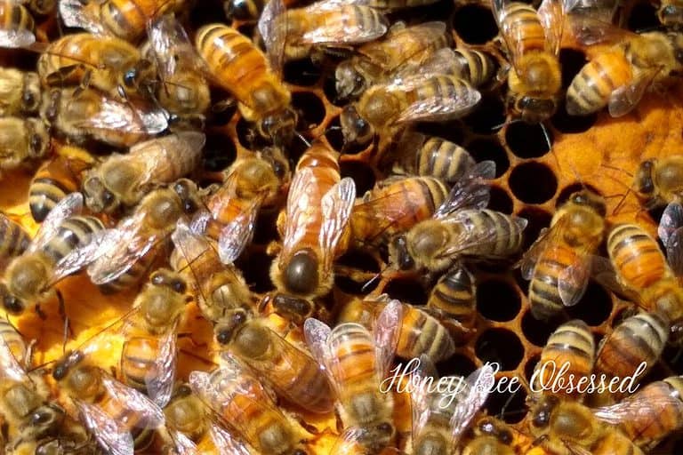 How to Find the Queen Bee in Your Hive - Honey Bee Obsessed