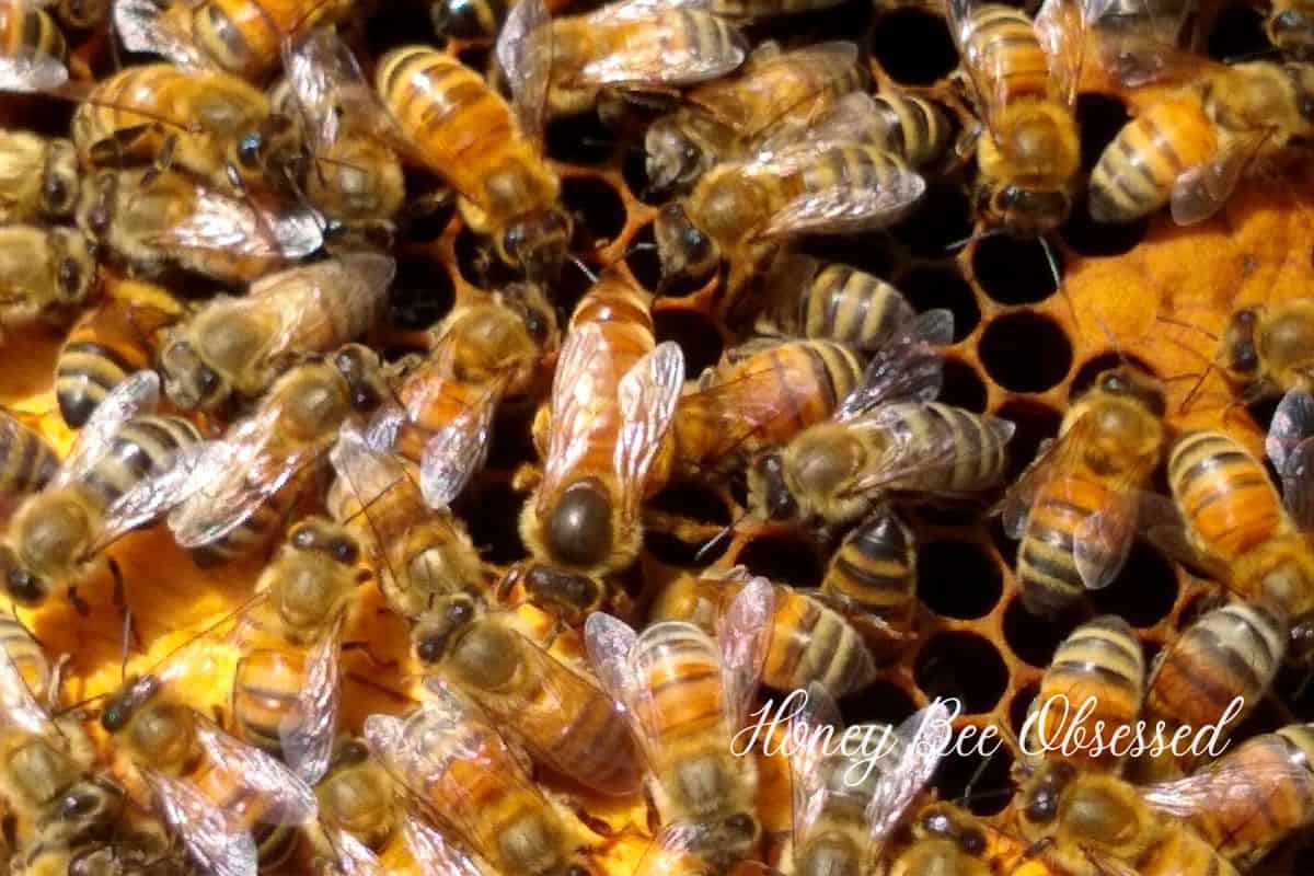 How to Find the Queen Bee in Your Hive - Honey Bee Obsessed