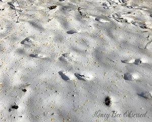 Deadouts: What to do with a Dead Beehive - Honey Bee Obsessed