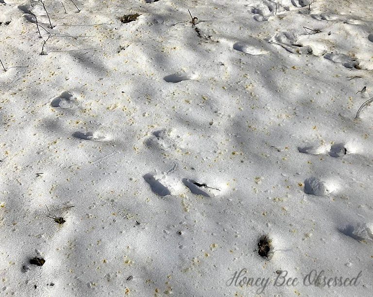 Deadouts: What to do with a Dead Beehive - Honey Bee Obsessed