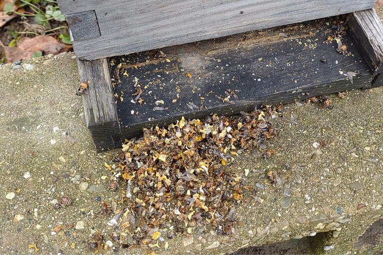 Deadouts: What to do with a Dead Beehive - Honey Bee Obsessed