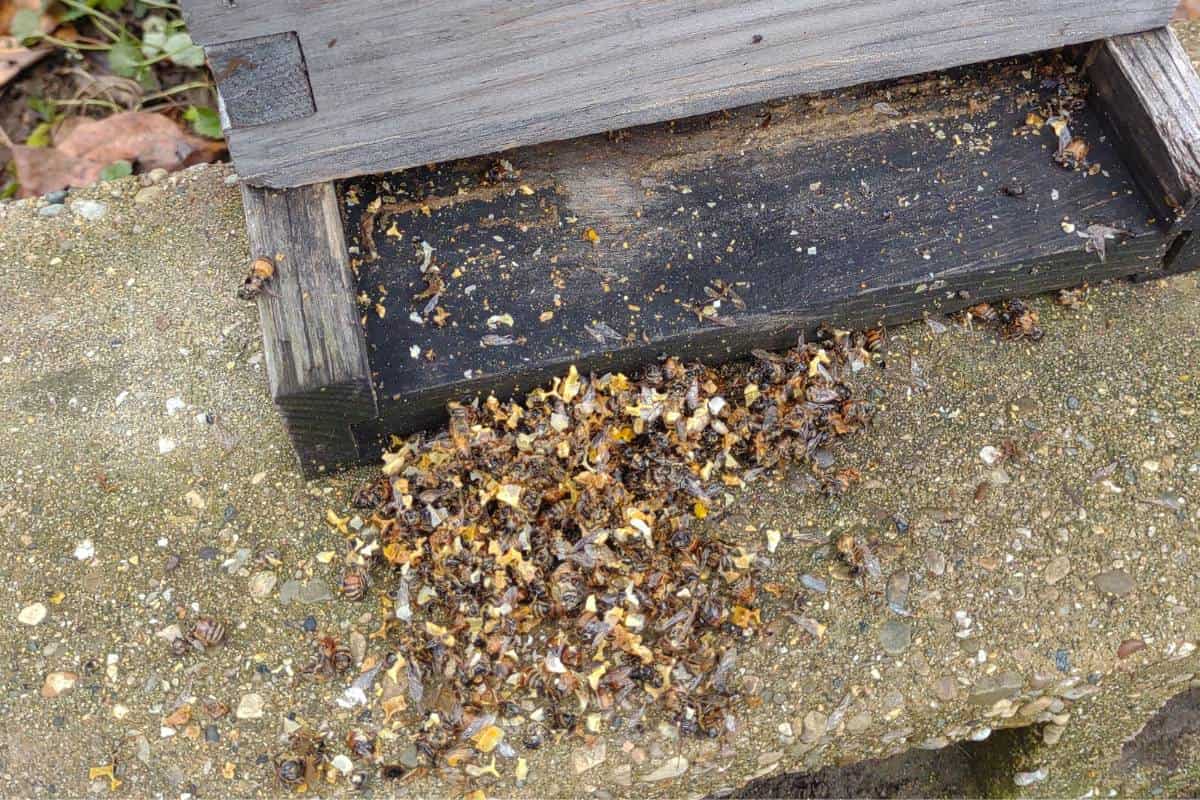 Deadouts: What to do with a Dead Beehive - Honey Bee Obsessed
