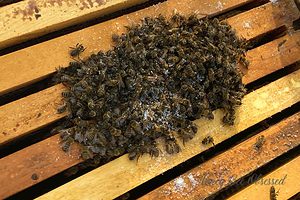 Deadouts: What to do with a Dead Beehive - Honey Bee Obsessed