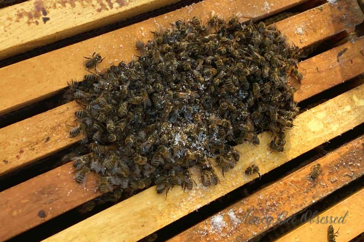 Deadouts: What to do with a Dead Beehive - Honey Bee Obsessed