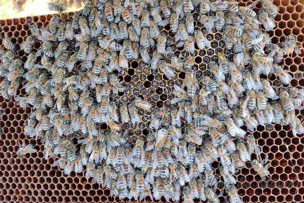Deadouts: What to do with a Dead Beehive - Honey Bee Obsessed