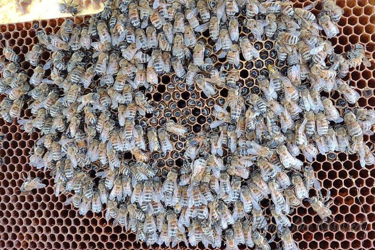 Deadouts: What to do with a Dead Beehive - Honey Bee Obsessed