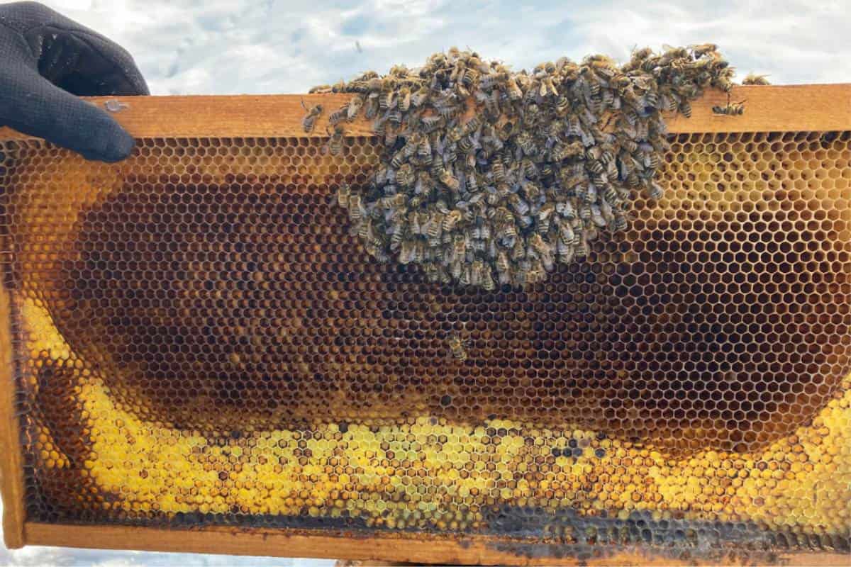 Deadouts: What to do with a Dead Beehive - Honey Bee Obsessed