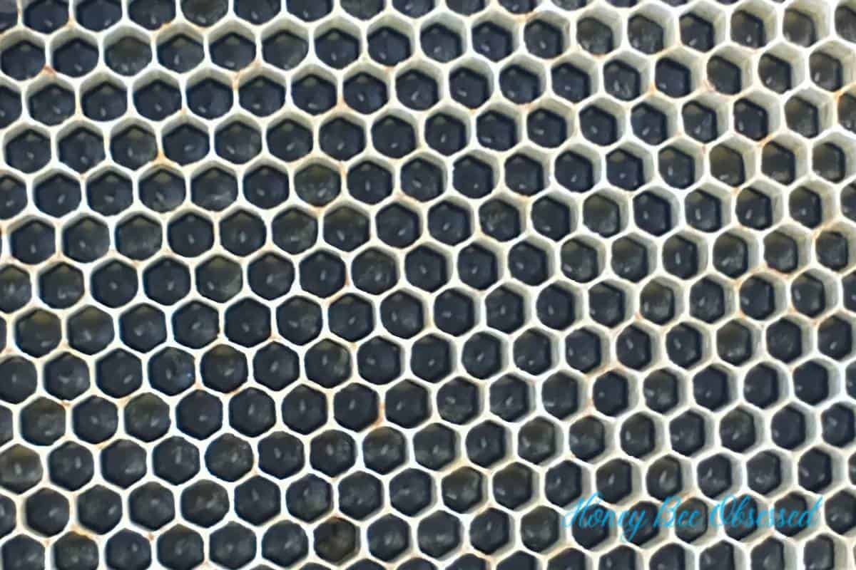 Spring Beekeeping Management: What to Expect - Honey Bee Obsessed