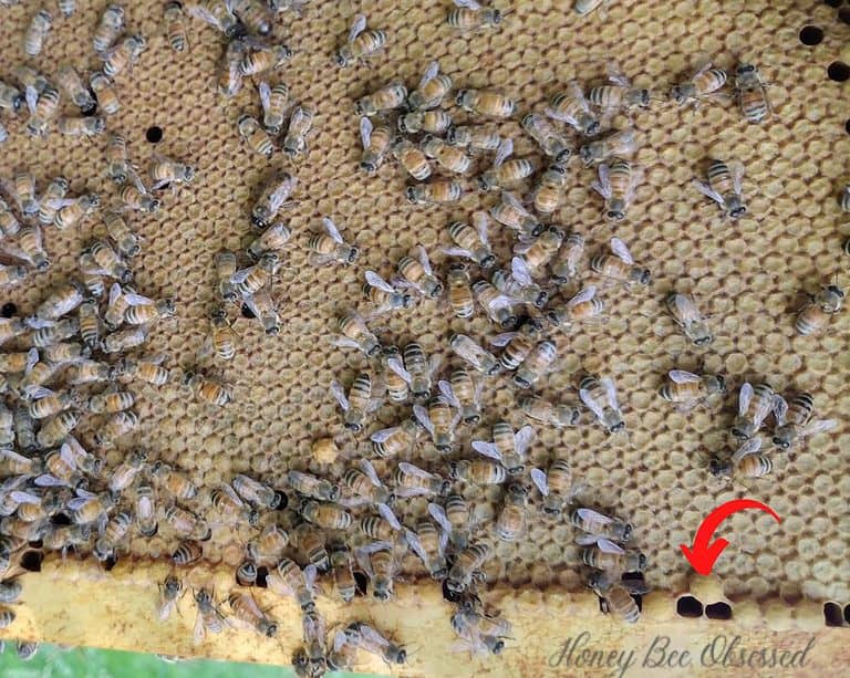Drone Honey Bees: What is their Role in a Bee Colony? - Honey Bee Obsessed