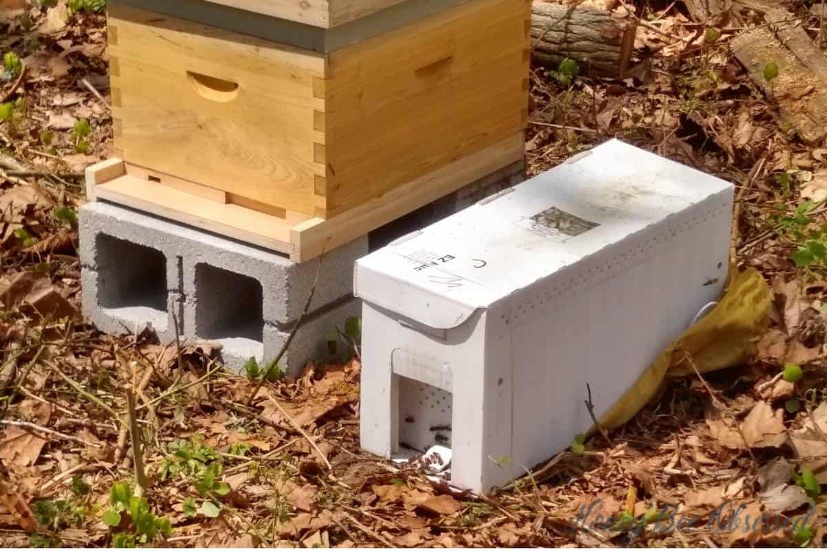 Nuc Colony vs Package Bees: Which to Choose and How to Install - Honey ...