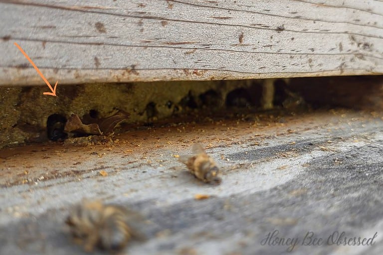 Beehive Entrance Reducers: When and Why to Use Them - Honey Bee Obsessed