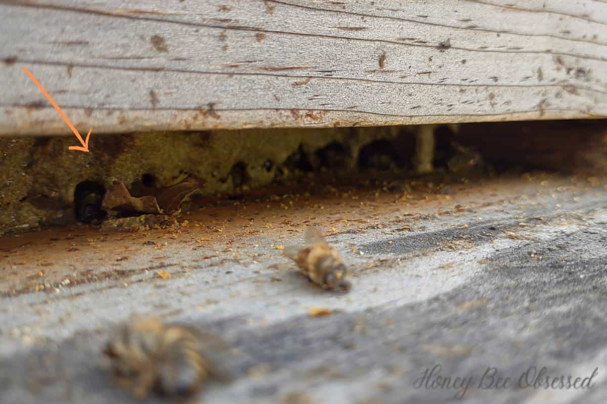 Beehive Entrance Reducers: When and Why to Use Them - Honey Bee Obsessed