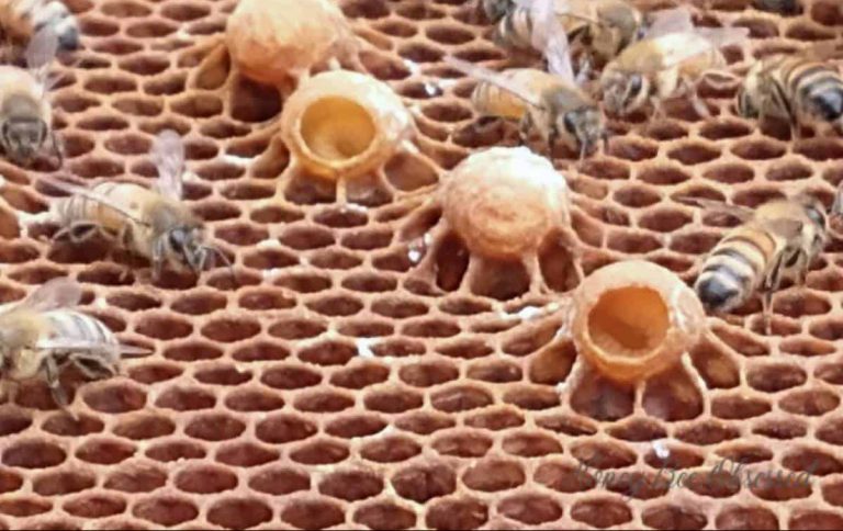 Queen Cups and Beekeeping: What Should You Do? - Honey Bee Obsessed