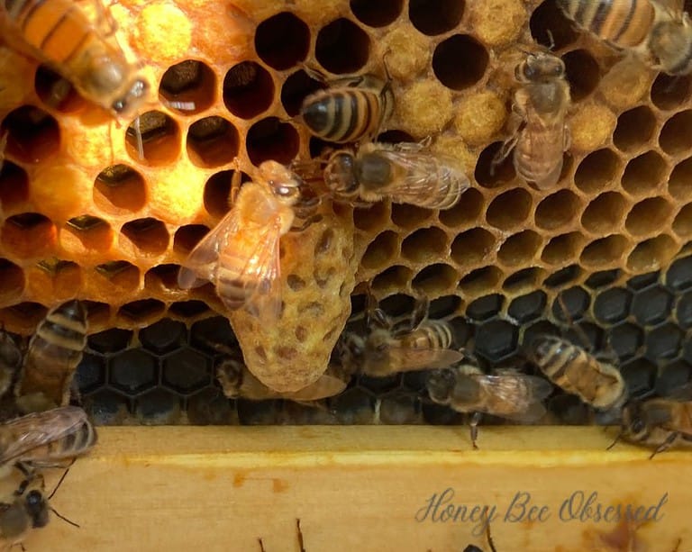 Queen Cups and Beekeeping: What Should You Do? - Honey Bee Obsessed