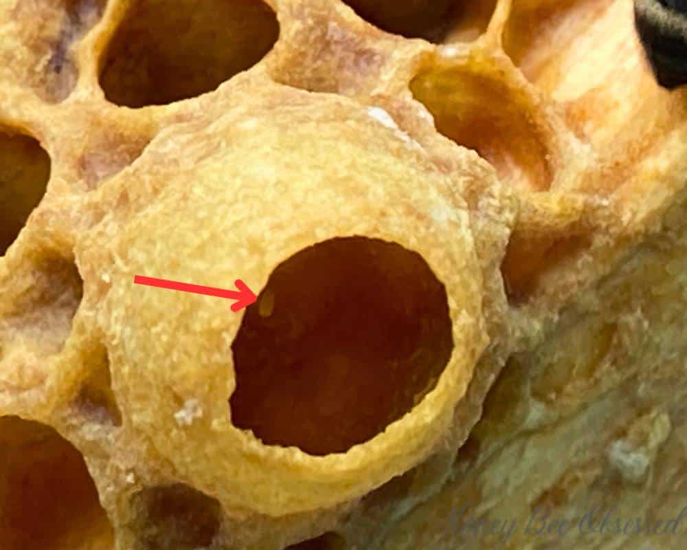 Queen Cups and Beekeeping: What Should You Do? - Honey Bee Obsessed