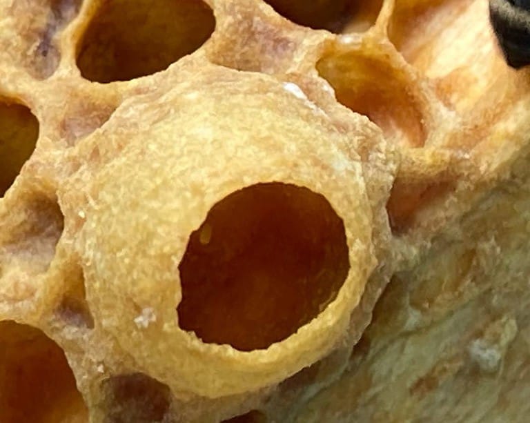 Queen Cups and Beekeeping: What Should You Do? - Honey Bee Obsessed