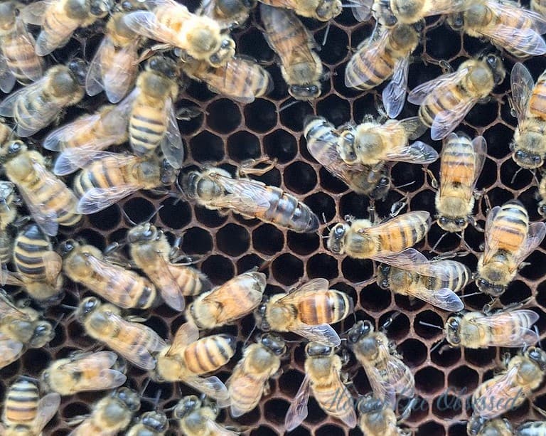 Why Do Bees Reject a Queen? Queen Beehab in the Apiary - Honey Bee Obsessed