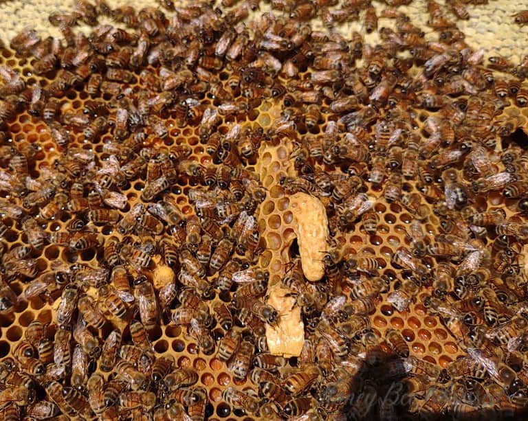 Spring Beekeeping Management: What to Expect - Honey Bee Obsessed