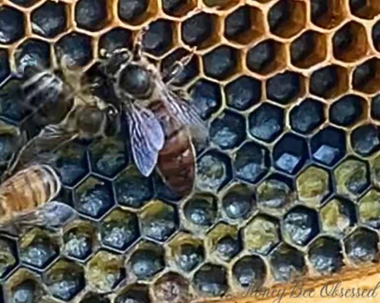 Do Queen Bees Leave the Hive? The Life of a Queen Bee - Honey Bee Obsessed