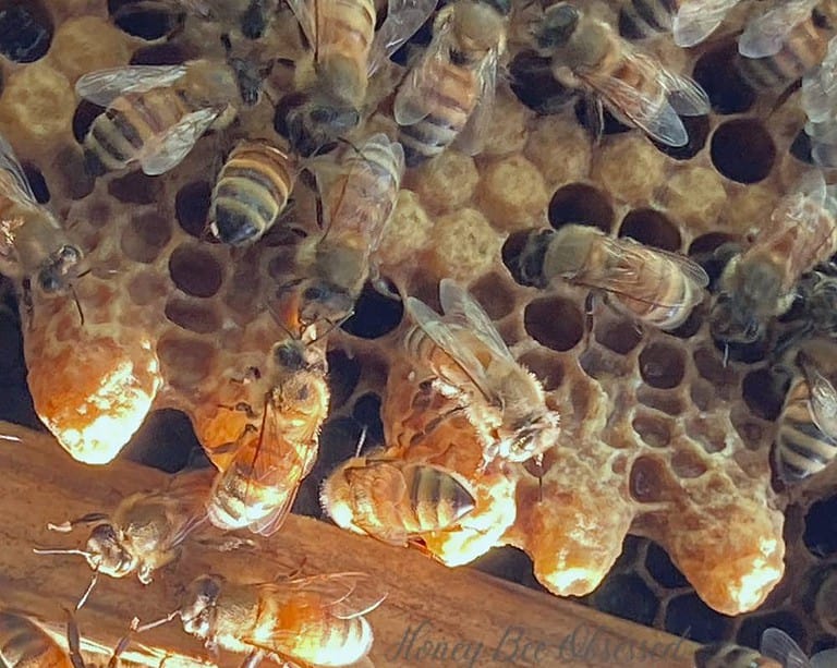 Do Queen Bees Leave the Hive? The Life of a Queen Bee - Honey Bee Obsessed