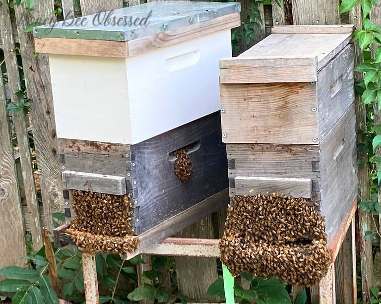 Bee Bearding: Clumps of Bees Hanging Outside? It's Normal! - Honey Bee ...