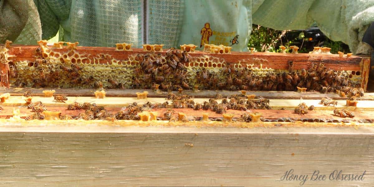 5-Frame Nucleus Colony: Beekeeping for Everyone - Honey Bee Obsessed
