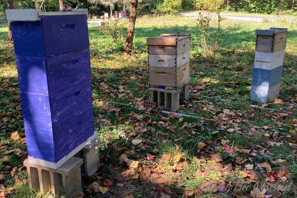 5-Frame Nucleus Colony: Beekeeping for Everyone - Honey Bee Obsessed