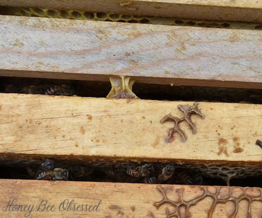 Do Bees Migrate? What Happens in the Winter? - Honey Bee Obsessed